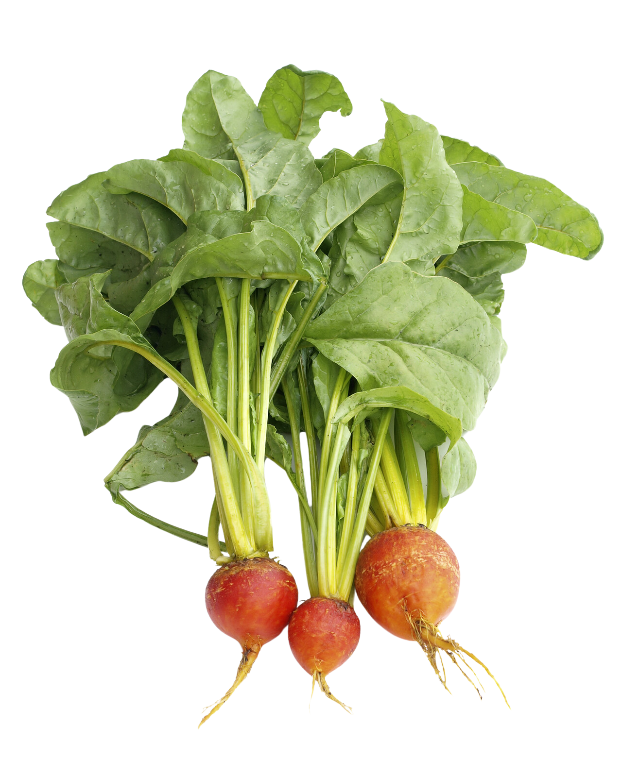 Organic Gold Beets - BUNCH | Juneau Natural
