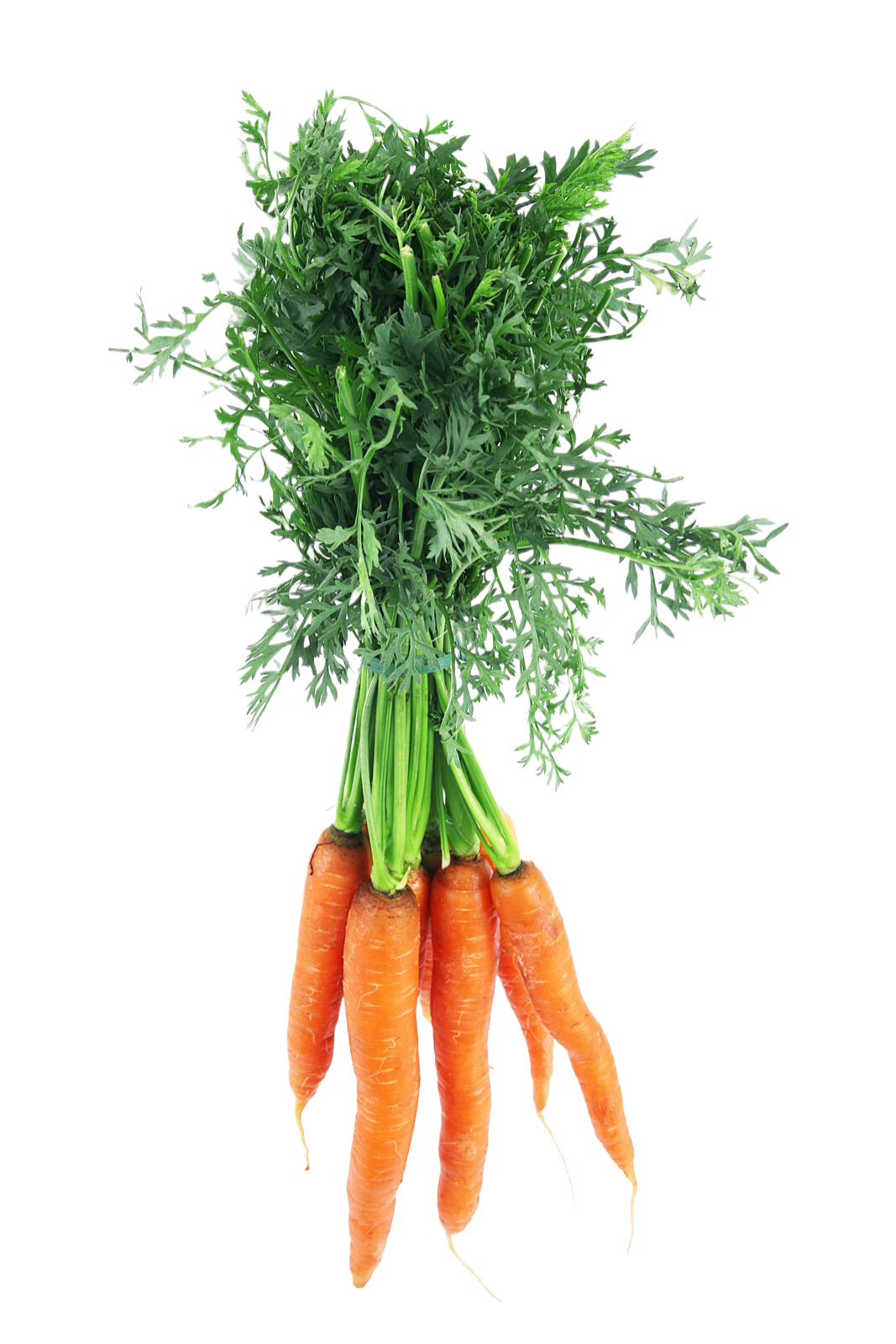 Organic Nantes Carrots - BUNCH | Juneau Natural